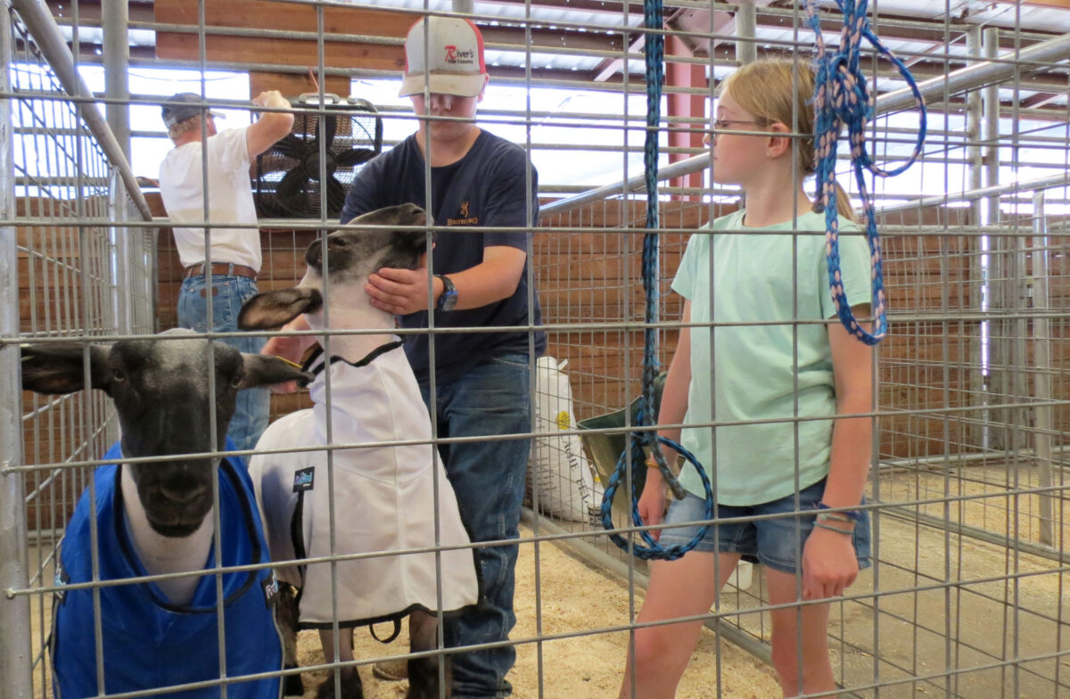 Weber County Fair set to launch; livestock show participants weigh in ...